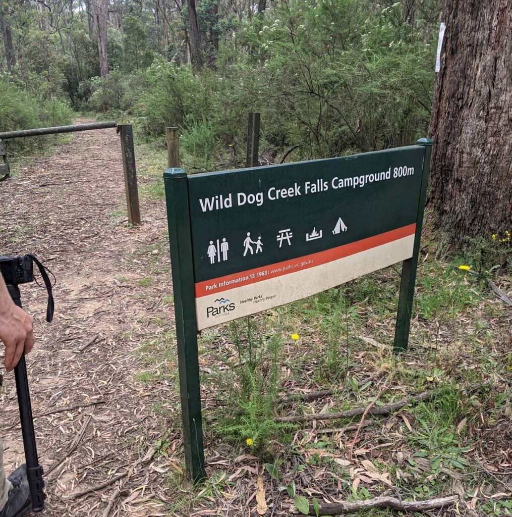 Wild Dog Creek Falls: A Must-See on Great Ocean Road